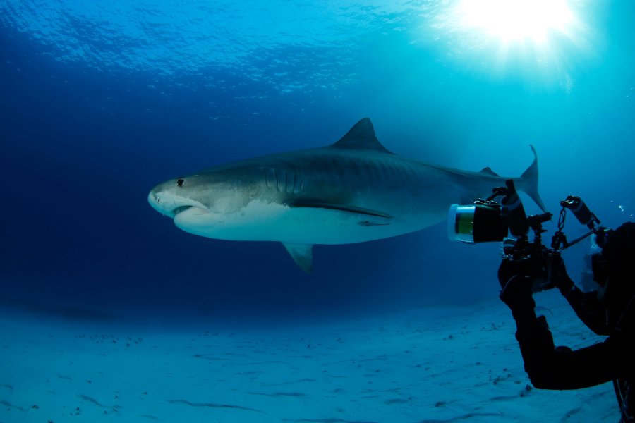 Watch Live Sharks – Continental Tours